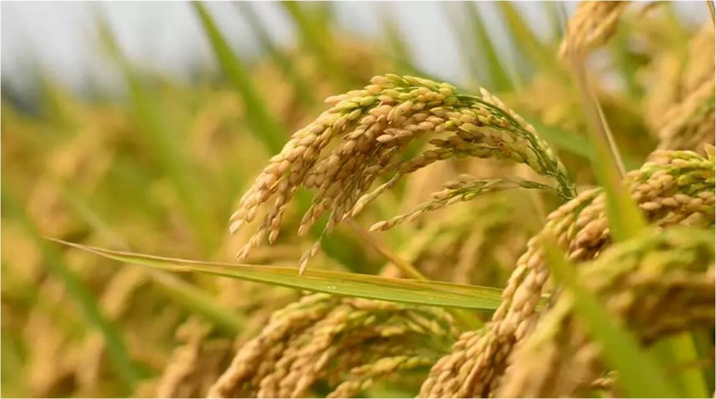 State Govt releases Rs 1,600 cr for paddy procurement from farmers ...