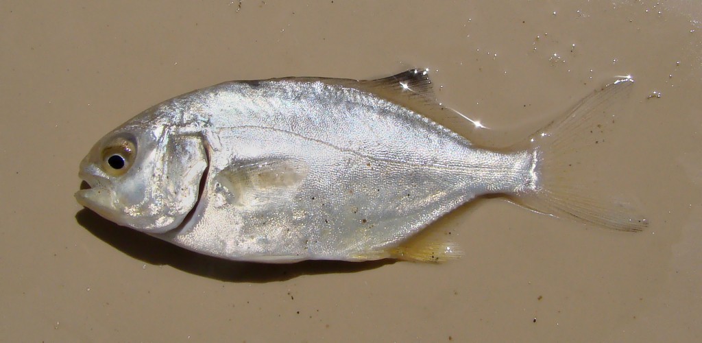 Silver pompano fish to soon add variety to the plates of Bengalis – All ...