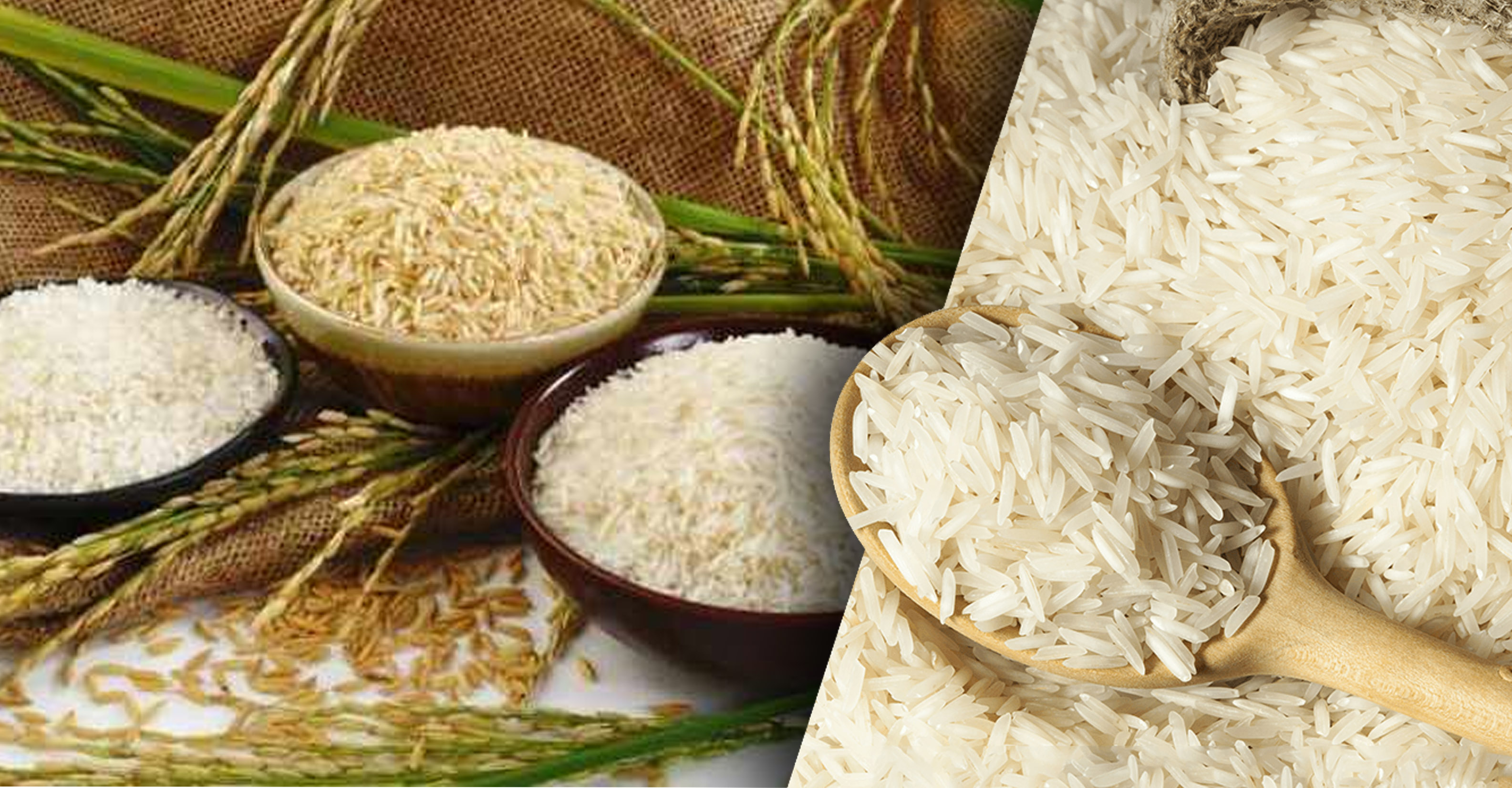 Improvements in paddy procurement in seven years – All India Trinamool ...