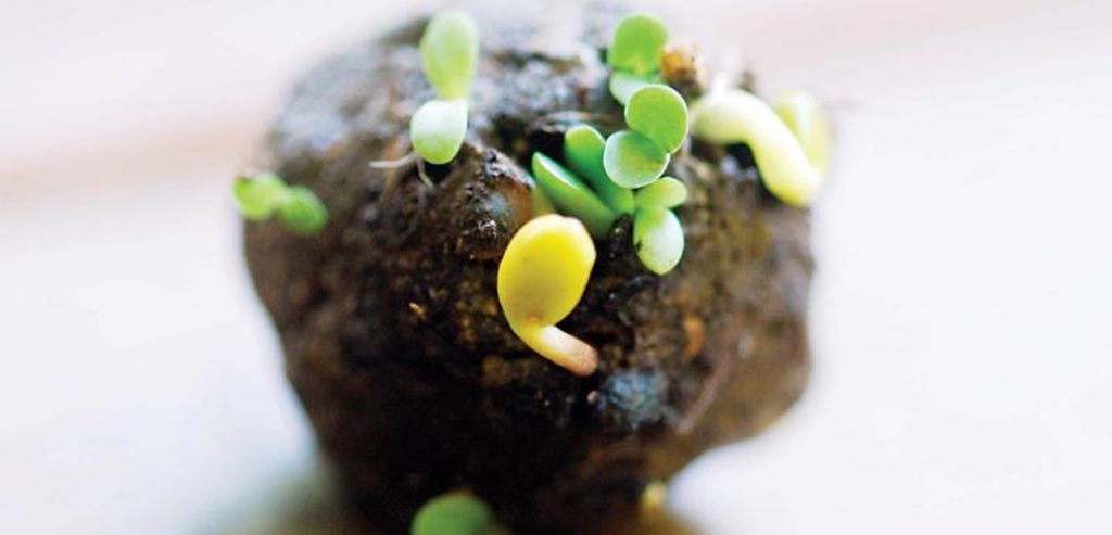 Seed ball technique to open up new chapter in State’s social forestry ...